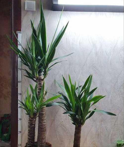 Юкка 60 см и 120 см