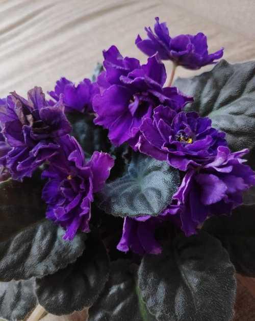 Фиалка рс Амадеус