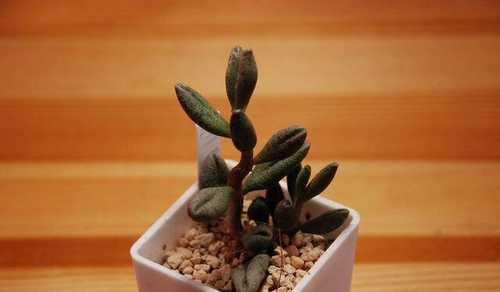 Adromischus Silver Fountain (LAE31081)