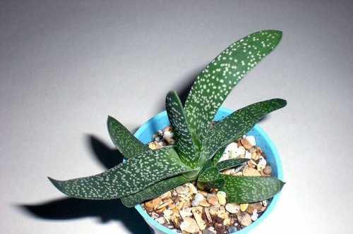 Суккуленты - Gasteria (часть 2)