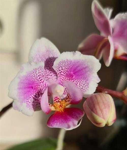 Pink dream орхидея бабочка