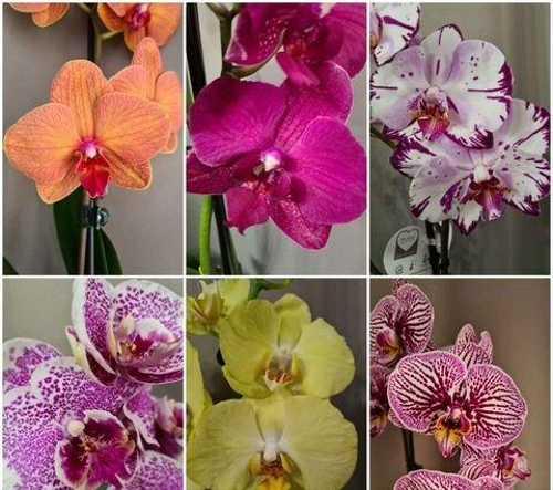 Орхидея фаленопсис в ассортименте