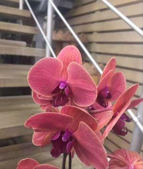 Орхидея фаленопсис Азиан Корал