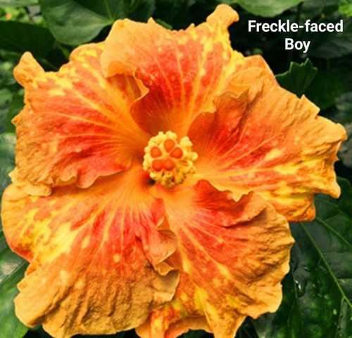 Гибискус сортовой Freckle-faced Boy