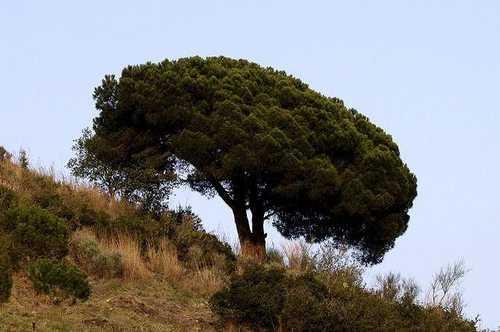 Семена сосны итальянской пиния pinus pinea