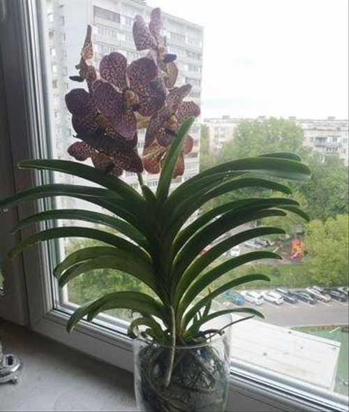 Архидея Ванда в стеклянной вазе