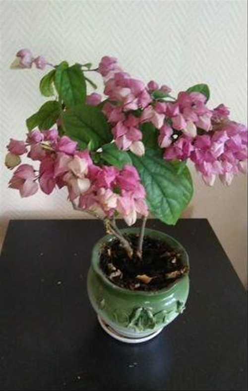 Комнатные растения цветы - Клеродендрум