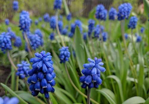 Мускари букет/шт
