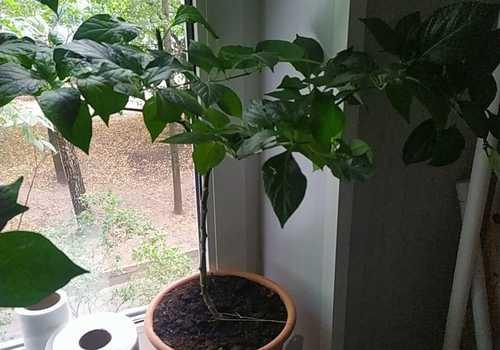 Carolina rieper, Trinidad scorpion