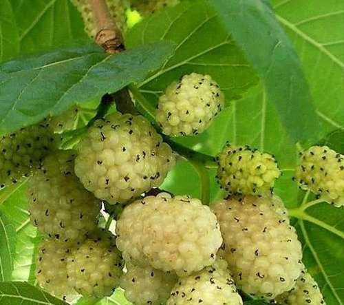 Шелковица