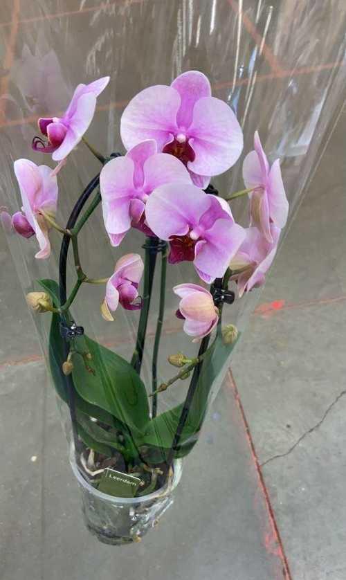 Орхидея фаленопсис Каскад