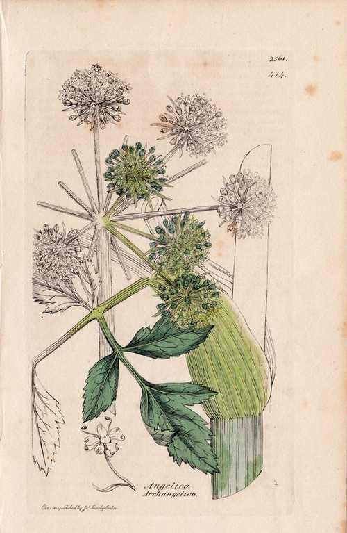 Антикварные гравюры Ботаника Растения 1839 Соверби