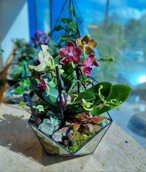Флорариум с орхидеей в икосаэдре