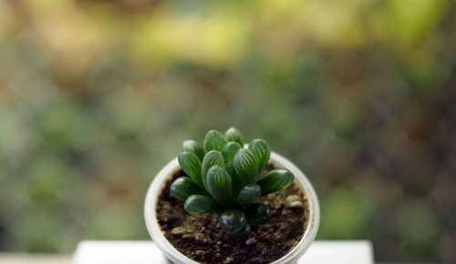 Хавортия купера (Haworthia cooperi v truncata)