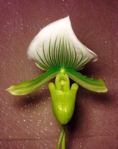 Пафиопедилум Maudiae цветущий