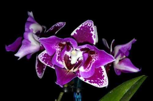 Орхидея Phal. Chia E Yenlin peloric (мультифлора)