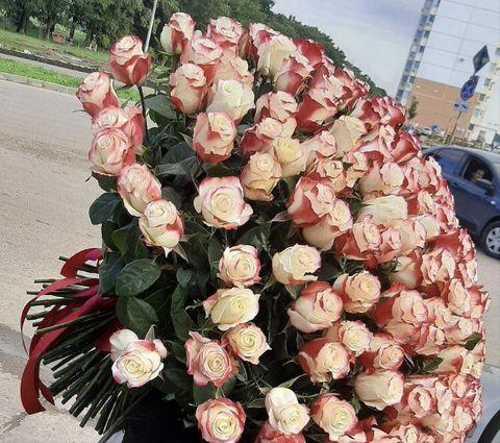 Розы 151 штука