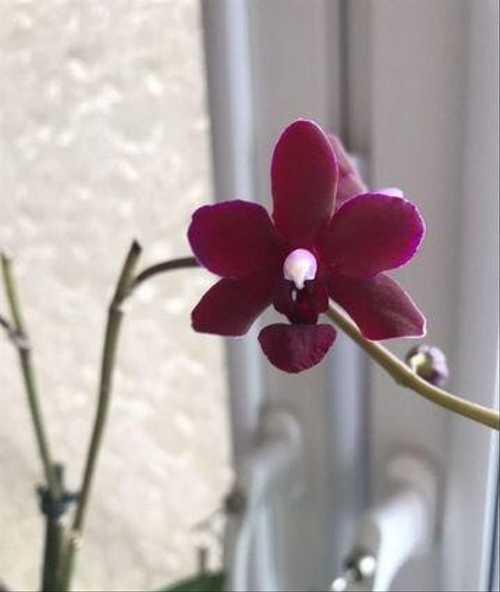 Орхидея фаленопсис black pearl