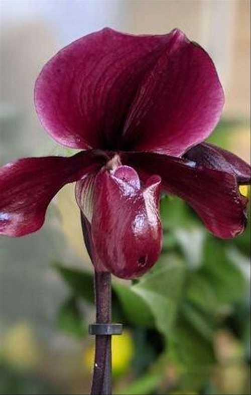 Орхидея башмачок Блек Джек