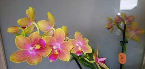 Орхидея Фаленопсис Арома Оранж