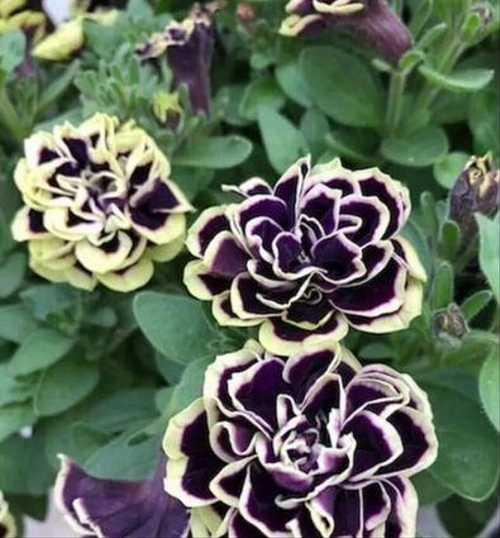 Вегетативная петуния