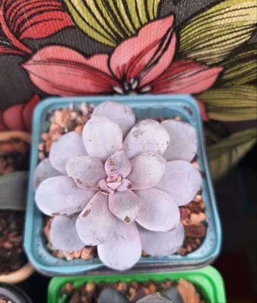Суккуленты Echeveria