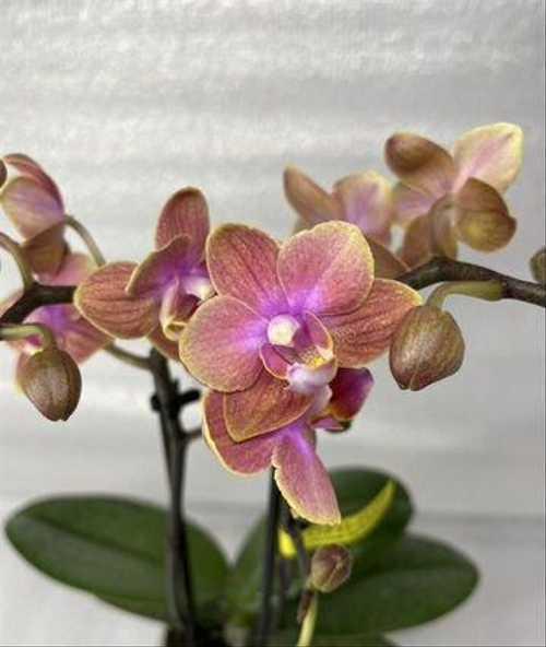 Орхидея фаленопсис Dusty Belle
