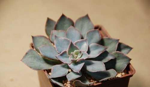 Эхеверия Echeveria shaviana x strictiflora