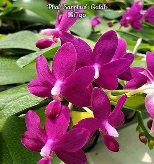 Предзаказ орхидея Phal. Sapphire's Galah