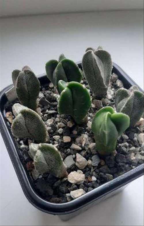 Сеянцы. Кактусы и суккуленты