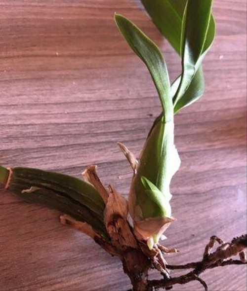 Орхидея камбрия