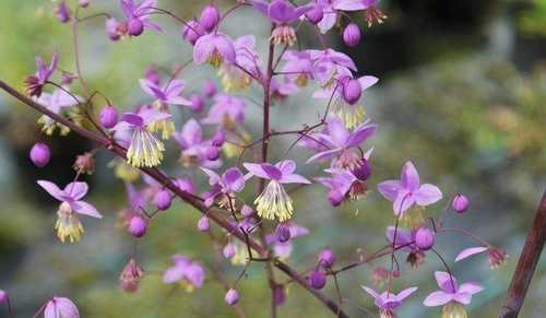 Thalictrum rochebrunianum (василистник) семена