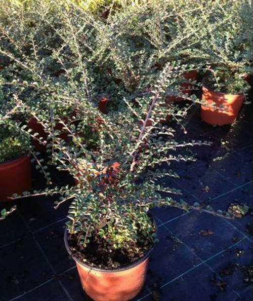 Кизильник горизонтальный Cotoneaster