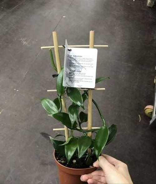 Орхидея Ванильная. Доставка