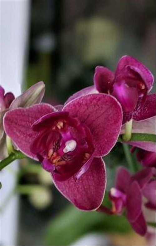 Орхидея Пелор