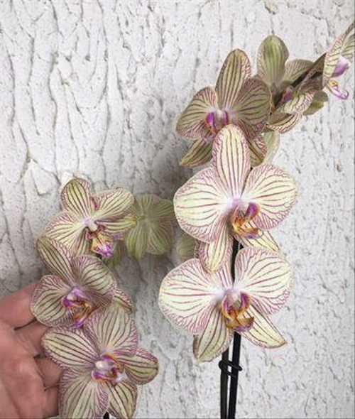Орхидея фаленопсис « Равелло»