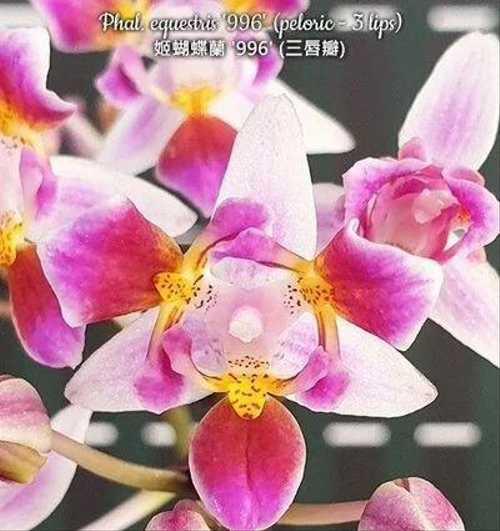 Орхидея Equestris 'Pink' (peloric - 3 lips)