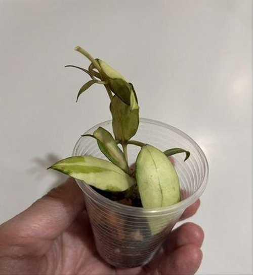 Хойя walliniana variegata