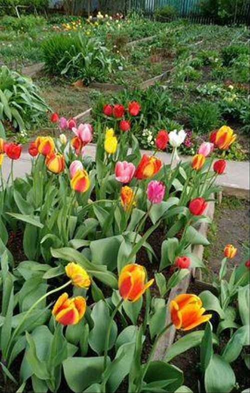 Тюльпан махровый детки