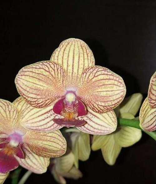 Орхидея Пират пикоти и мультифлора