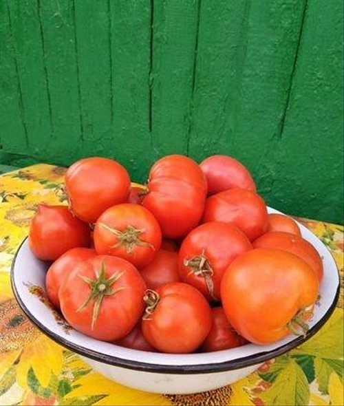 Семена томатов из СССР