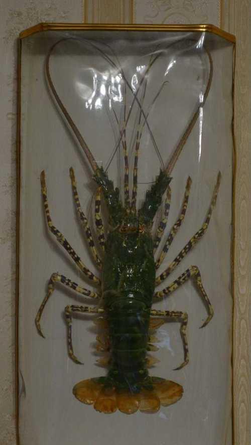 Лангуст калифорнийский