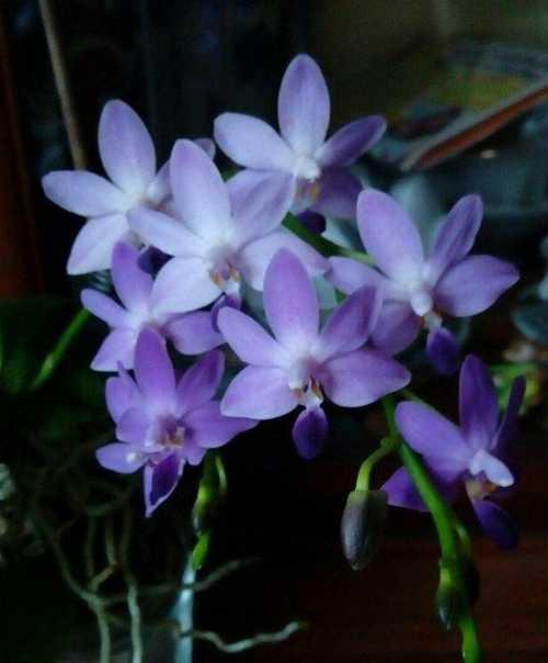 Орхидея Phal. Purple Martin v.blue B54
