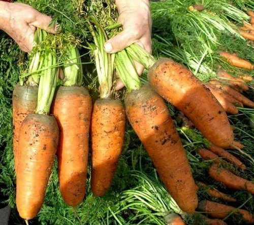 Семена Морковь 40 сортов Бесплатная доставка