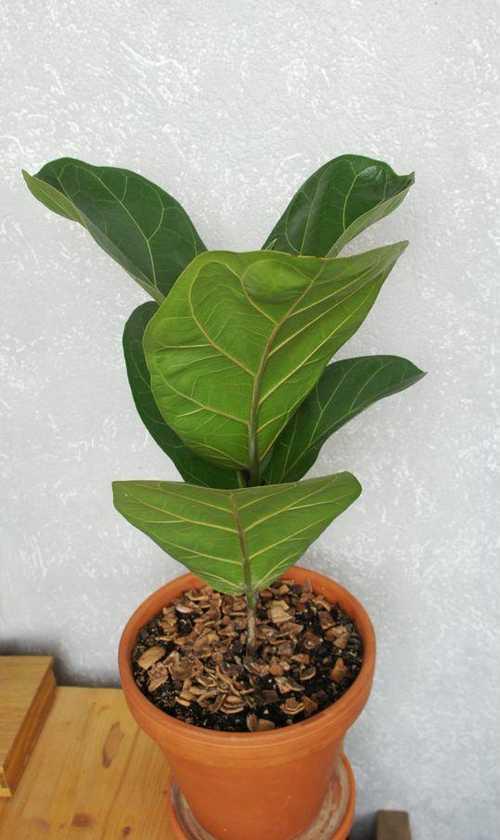 Фикус Лировидный (Ficus Lyrata)