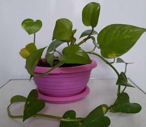 Сциндапсус (лиана) комнатное растение
