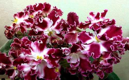 Фиалки жемчужины