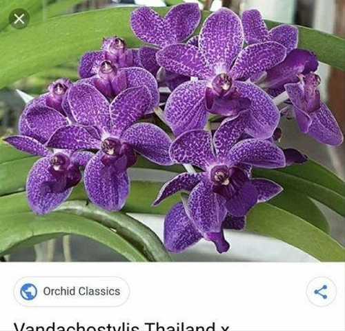 Vandachostylis Thailand x Rhynchostylis gigantea