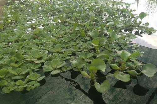 Эйхорния (водный геоцинт ) и пистия (водяной салат