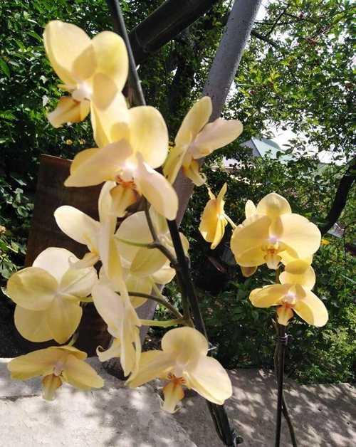 Орхидеи фаленопсис Африканский закат и белая